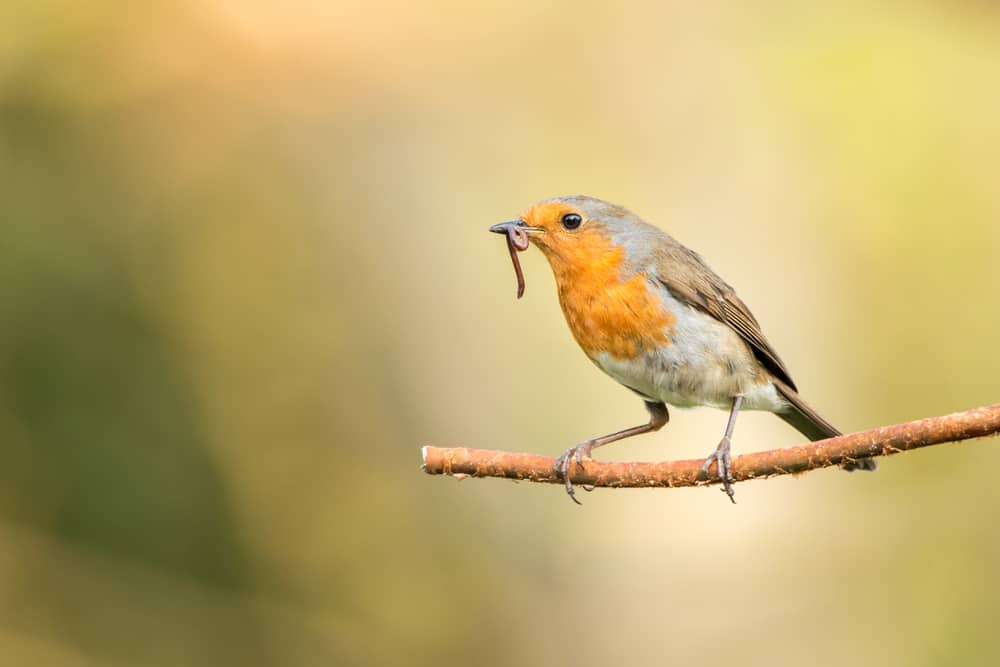 The Early Bird Catches The First Worm - Anand Nair